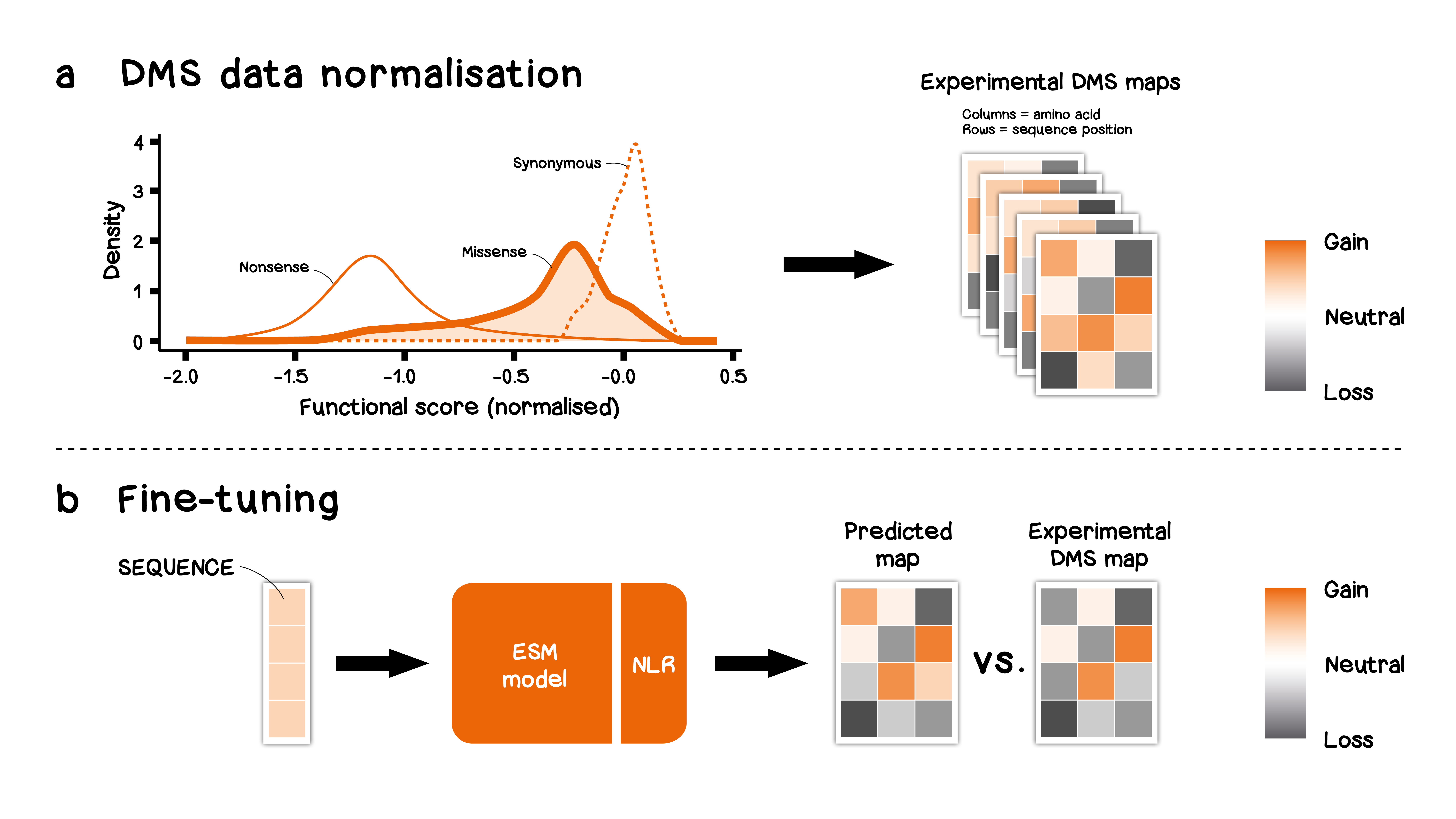 Fine-tuning protein language models using deep mutational scanning data