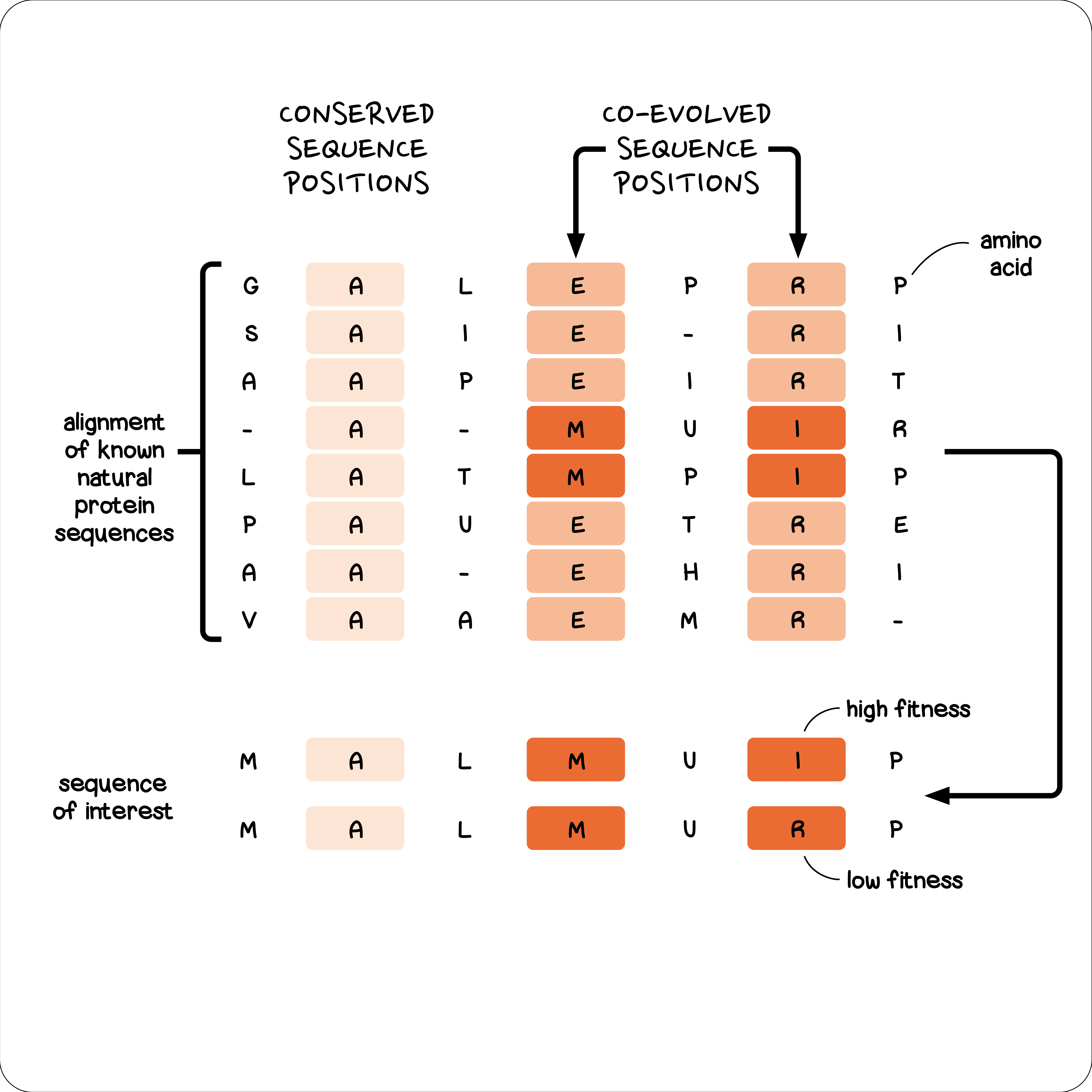 PhD spotlight: hybrid language models for protein fitness prediction