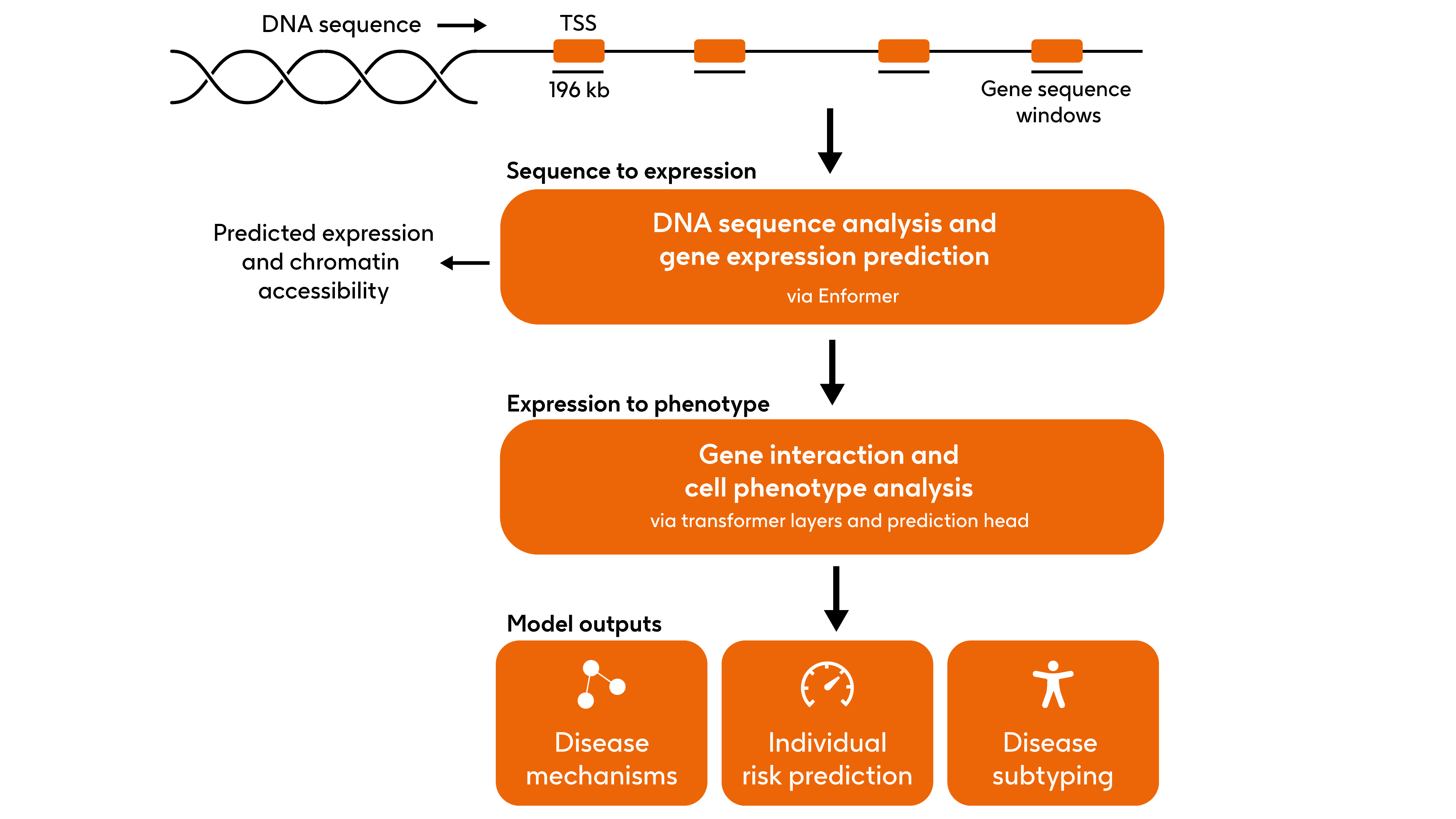 Reading the human genome: a genetic language model to predict disease risk